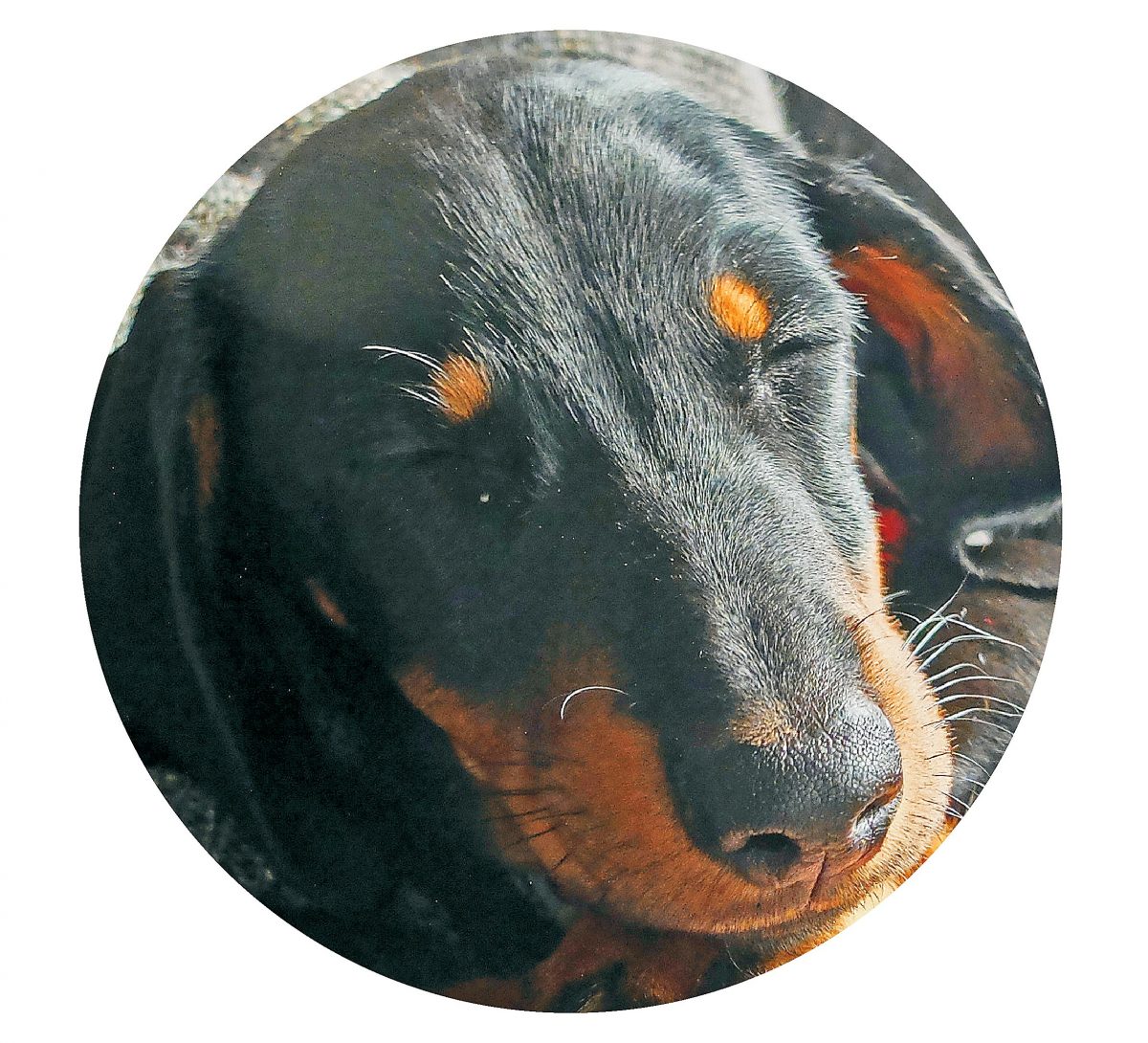 Arduino Watch Dog - Julian Rogers - Practical Projects